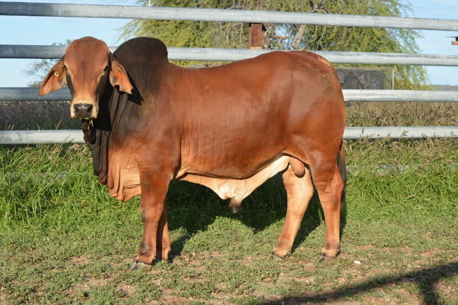 Lot 35 - Koon Kool 5255 | AuctionsPlus