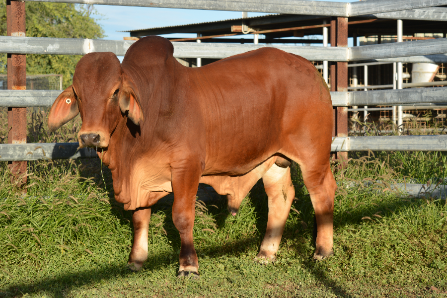 Lot 36 - Koon Kool 5231 | AuctionsPlus