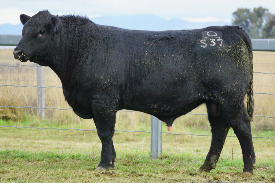 Lot 45 - HEART EXCLUSIVE S37 | AuctionsPlus