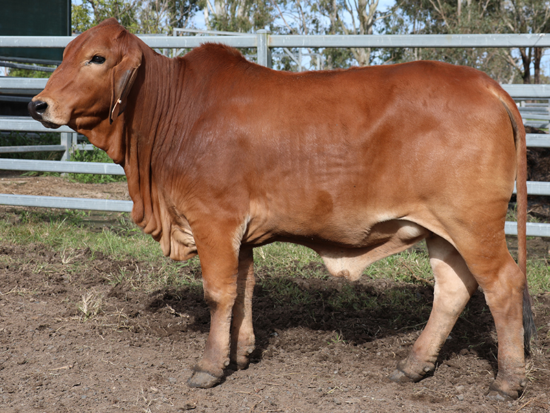 Lot 16 - MOGUL MISS M LASSIE (PP) | AuctionsPlus