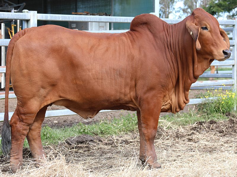 NORTHERN RIVERS ELITE BRAHMAN FEMALE SALE MOGUL PERFORMANCE BRAHMANS ...