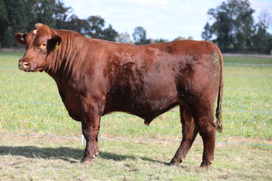 Lot 18 - POLLDALE RANCH POLR83 | AuctionsPlus