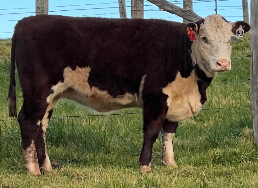 Lot 43 - HILL VIEW VIOLA R069 | AuctionsPlus