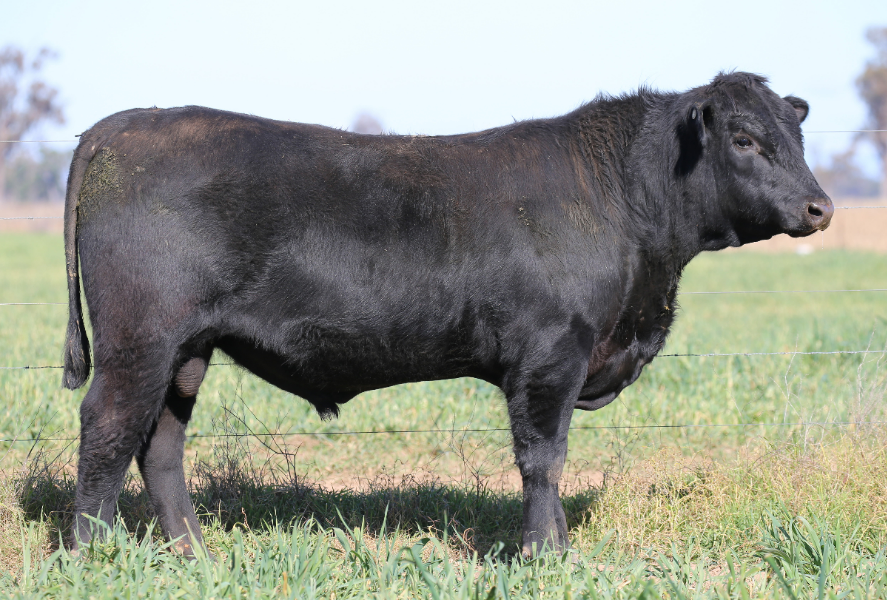 Lot 32 - BOORAGUL REALIST S38 | AuctionsPlus