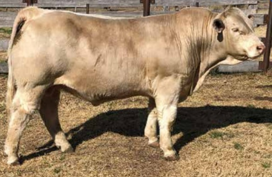 Lot 40 - MINNIE-VALE REVELLER (P/S) SGS R65E | AuctionsPlus