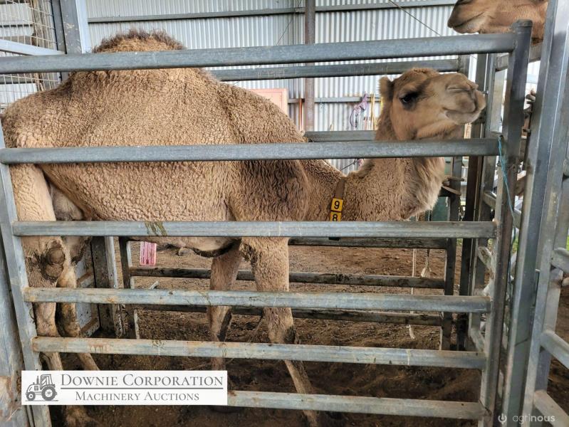 Lot 118 - Cow 98 ''Simba'' + male Calf 98C ''Bonzai'' (Tag - 22 ...