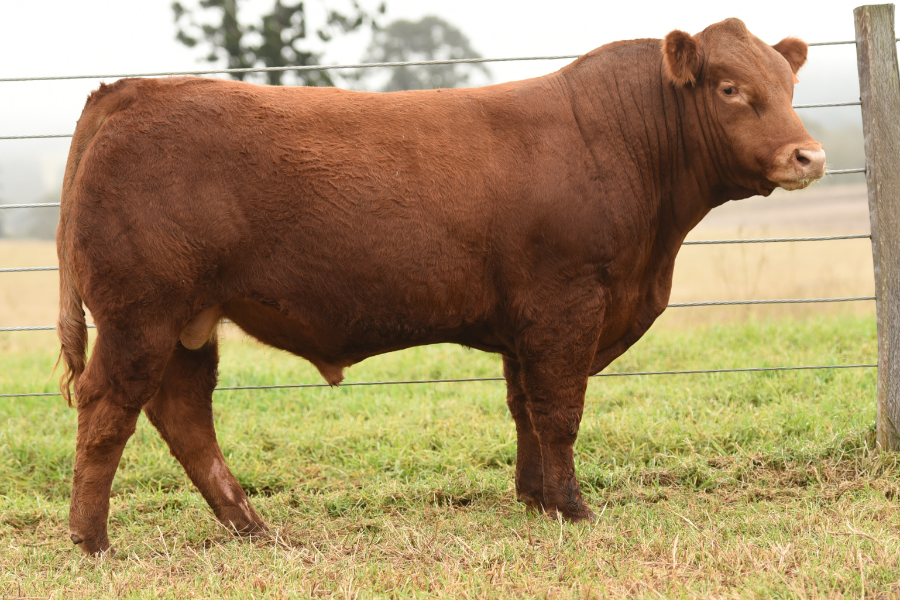 Lot 15 - BJF CHUNKY CHUNK (2P) (R) (PF) | AuctionsPlus