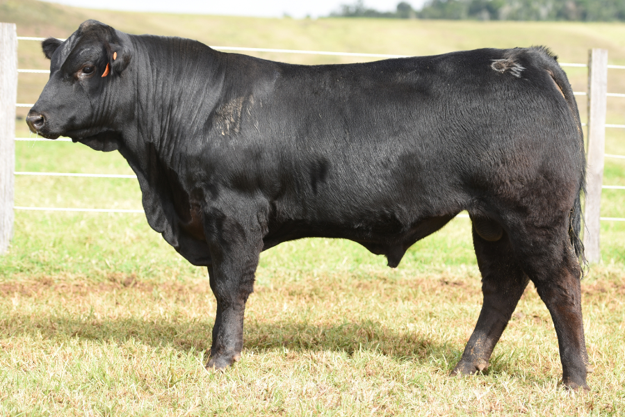 Lot 44 - OSULLIVANS RAMPAGE R50 (2P) (B) (PF) | AuctionsPlus