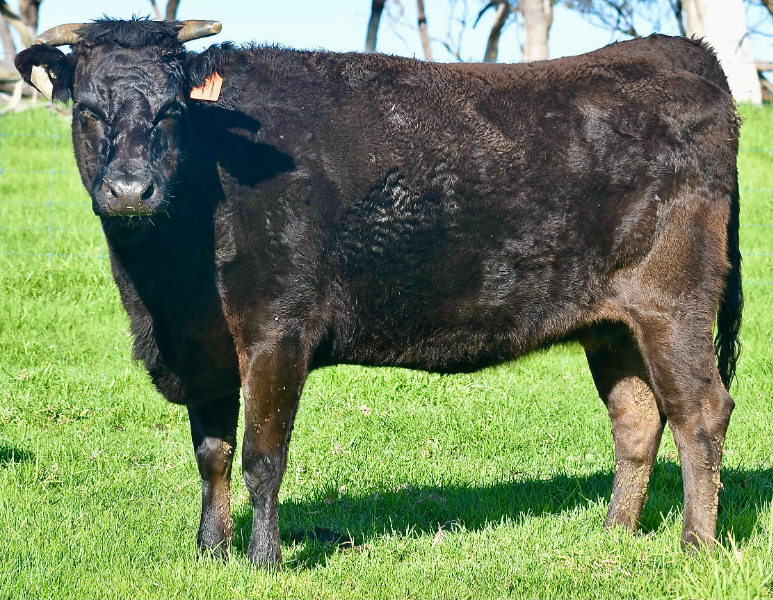 Lot 3 - 1 x Fullblood Joined Wagyu Cow - IRONGATE ITOSHIGENAMI H71 ...