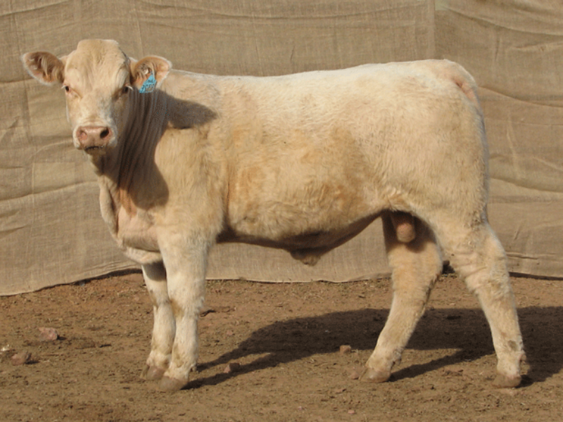 Lot 34 - KANDANGA VALLEY RENZO (R/F) | AuctionsPlus