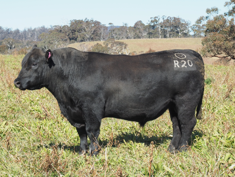 Lot 24 - Maxwellton Beast Mode R40 | AuctionsPlus