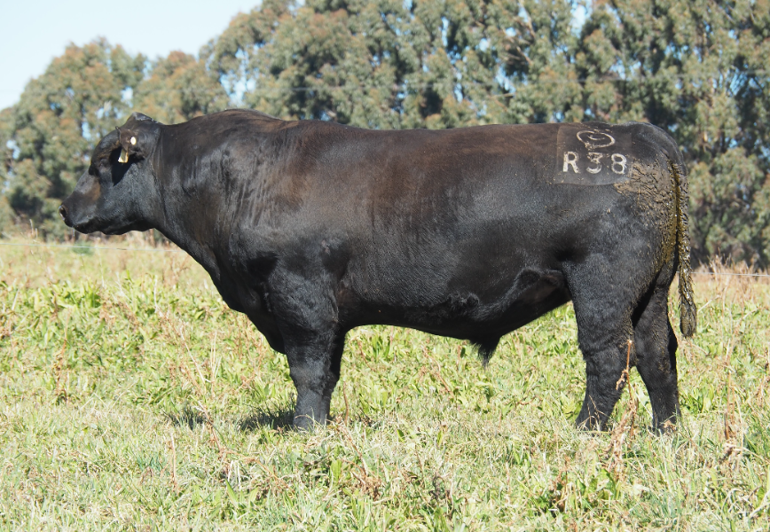 Lot 25 - Maxwellton Beast Mode R38 | AuctionsPlus