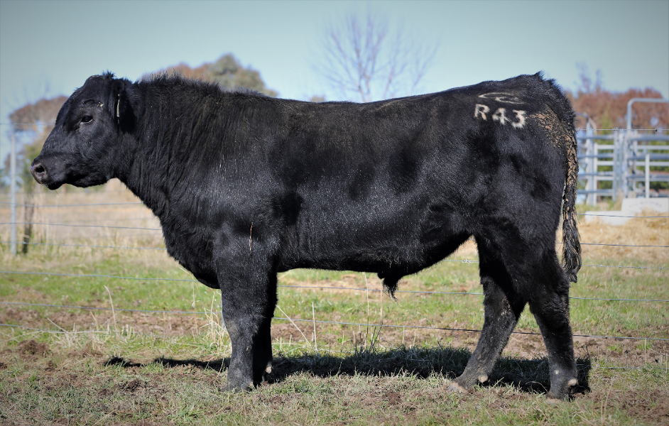 Lot 10 - ALLOURA ROUTE 66 R43 | AuctionsPlus
