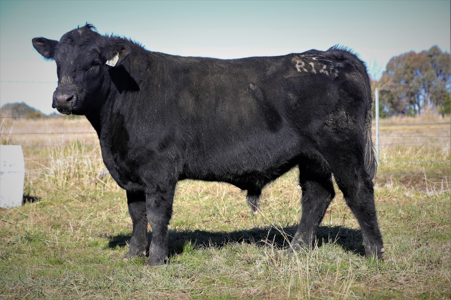 Lot 23 - ALLOURA RAFFERTY R126 | AuctionsPlus