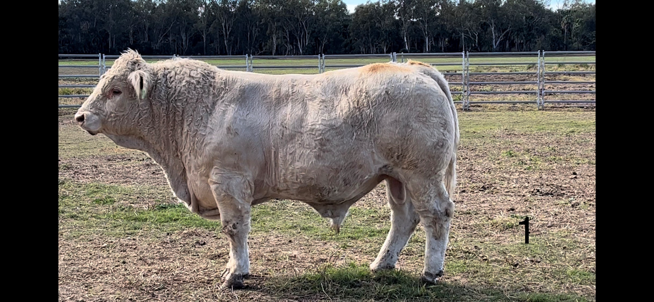 Lot 1 - KILKENNY LAW R94 | AuctionsPlus