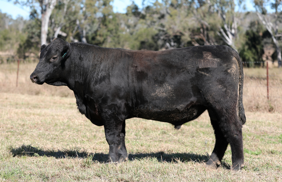 Lot 6 - QWRR160 | AuctionsPlus