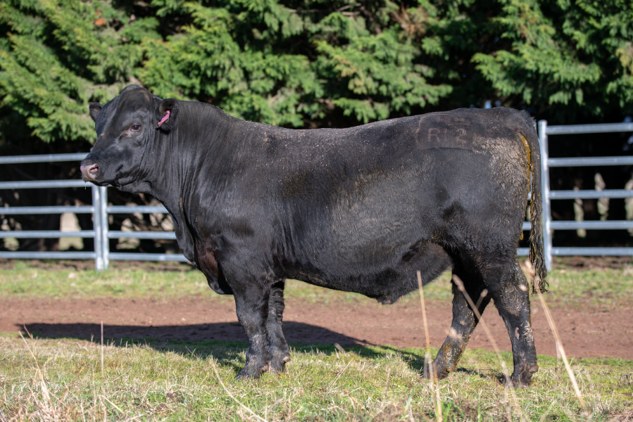 Lot 5 - SPRING HILL MONUMENTAL R121 | AuctionsPlus