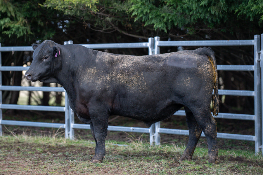Lot 12 - SPRING HILL BEASTMODE R250 | AuctionsPlus