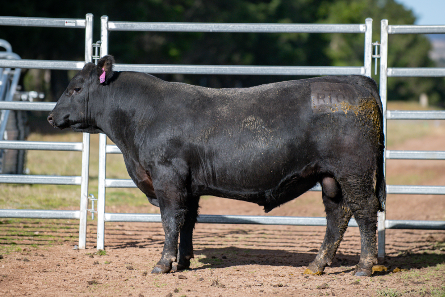 Lot 13 - SPRING HILL COWBOY R108 | AuctionsPlus