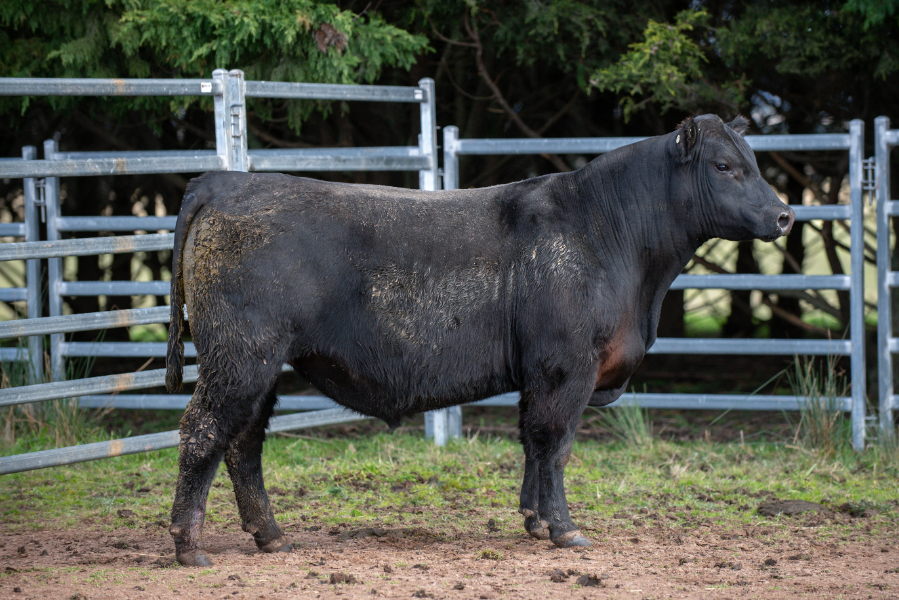 Lot 2 - SPRING HILL CAPITALIST R142 | AuctionsPlus