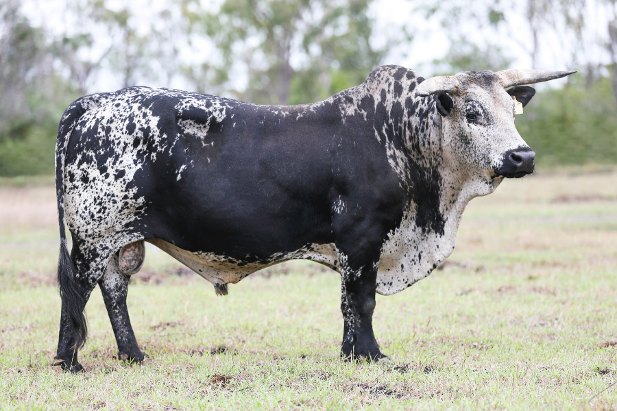 Lot 13 - 20 Semen Straws HENHAM JABULANI & HENHAM IMVELO | AuctionsPlus