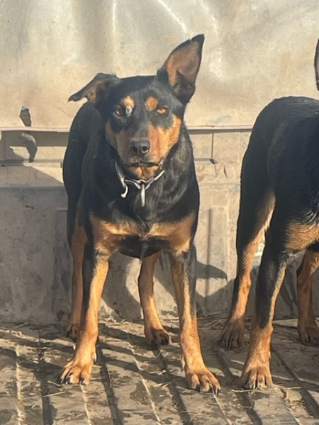 Lot 44 - Bendoc Park Joyce | AuctionsPlus