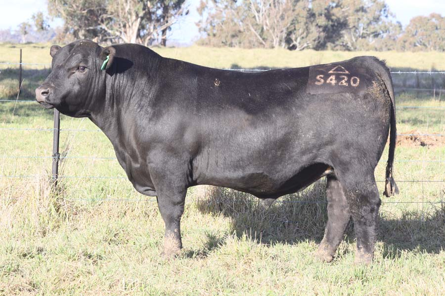 Lot 1 - BEN NEVIS STEAMROLL S420 | AuctionsPlus