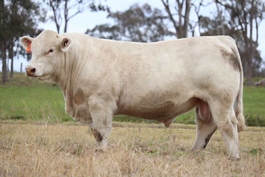 Lot 1 - PALGROVE ROLEX (P/S) SV | AuctionsPlus