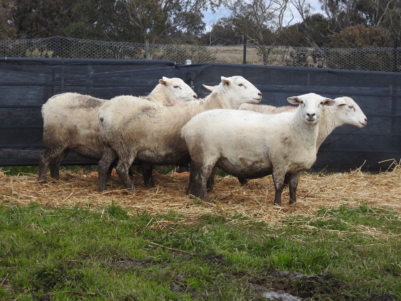 Lot 23 - Commercial Ewes scanned in lamb | AuctionsPlus