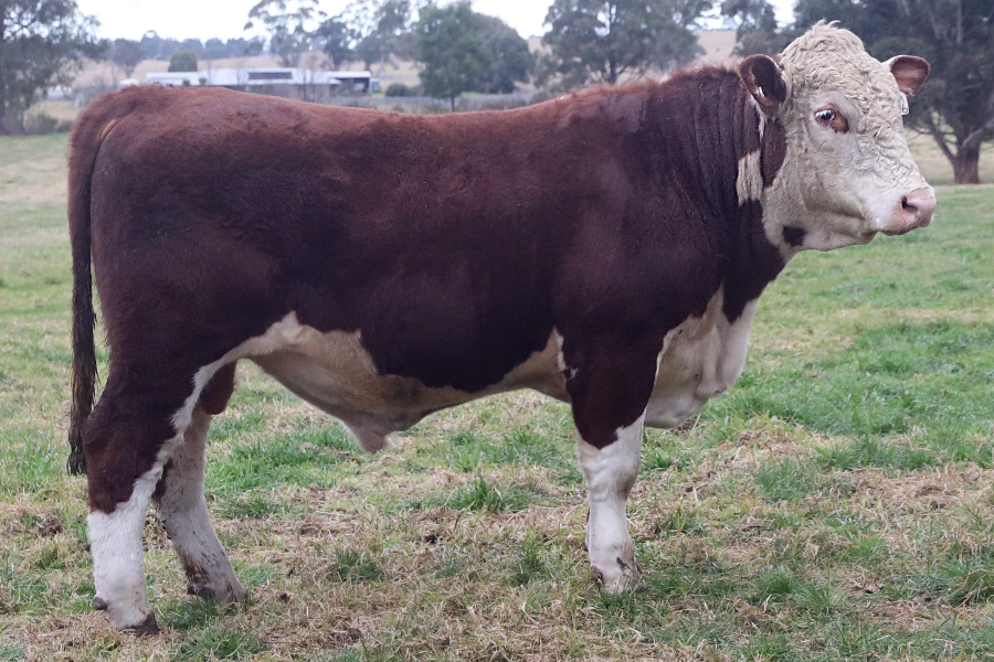 Lot 22 - WARRINGA SPITFIRE S206 (AI) (S) | AuctionsPlus