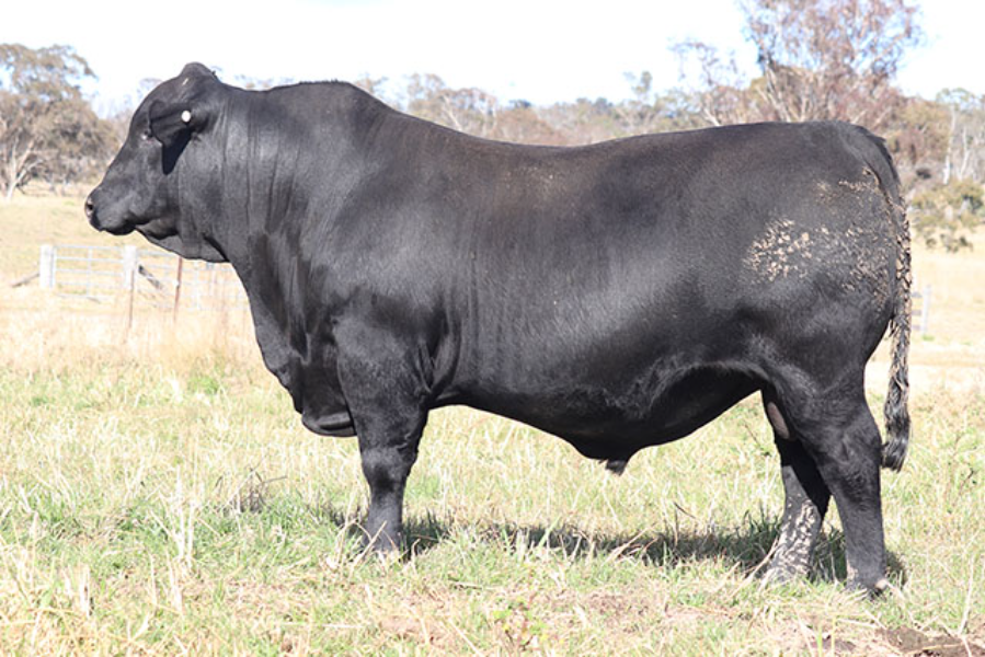 Lot 151 - PALGROVE RED HANDED (P) PV | AuctionsPlus