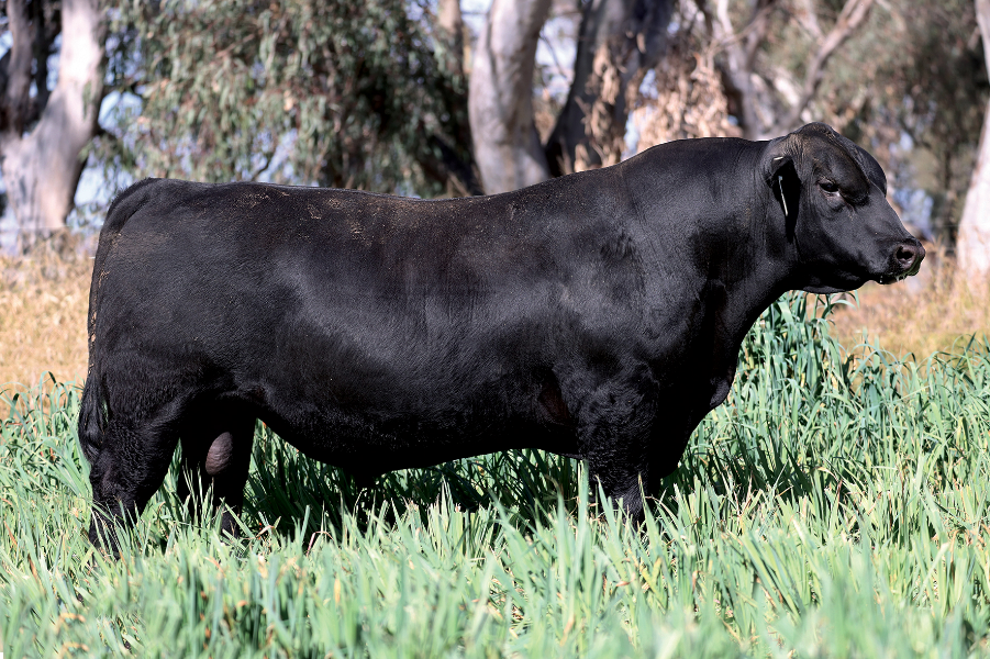 Lot 10 - ASCOT RINGMASTER R352 | AuctionsPlus