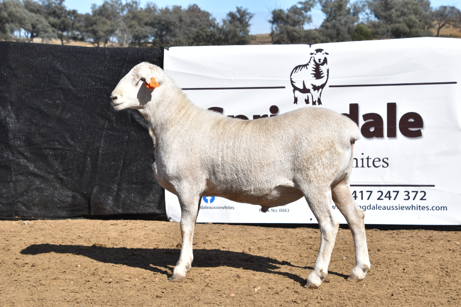 Lot 14 - 220027 | AuctionsPlus