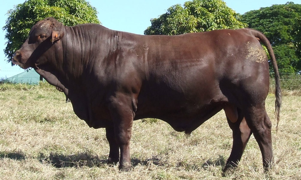 Lot 41 - WARRILLEE Q78 (P) | AuctionsPlus