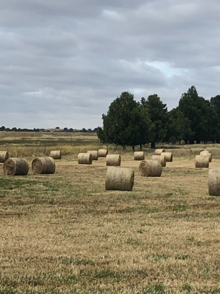25x Hay Bails | AuctionsPlus
