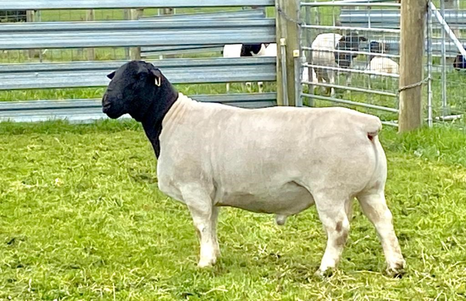 Lot 26 - PRIESKA DORPER 210534 | AuctionsPlus