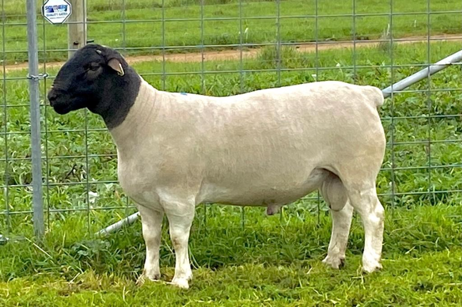 Lot 27 - PRIESKA DORPER 210251 | AuctionsPlus
