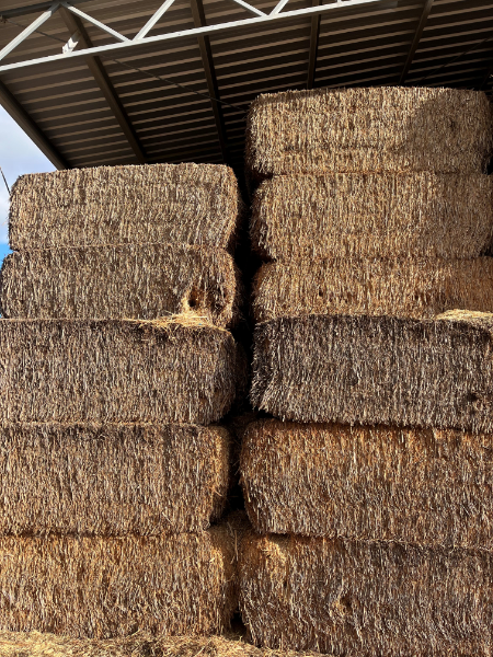 Lot 36 - Canola hay x 50 bales | AuctionsPlus