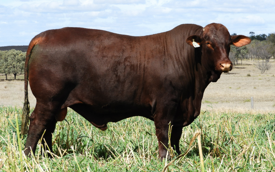 Lot 30 - MURGONA PAROLE (PS) | AuctionsPlus