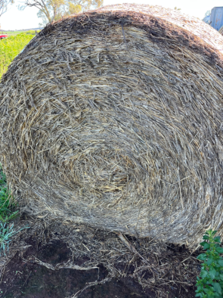 Lot 48 - 40 X Wheat & Rye Hay | AuctionsPlus