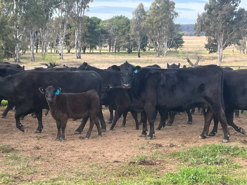 Pen 26-28 - G & S RAINS - 22 X 22 ANGUS NSM COWS & CALVES | AuctionsPlus
