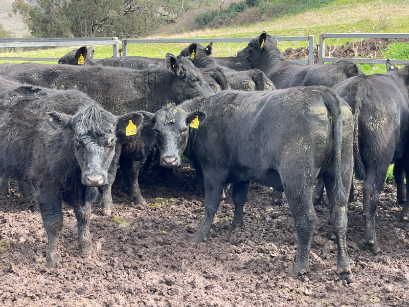 Pen 20 - MARTIN BROS - ANGUS 13 HEIFERS | AuctionsPlus