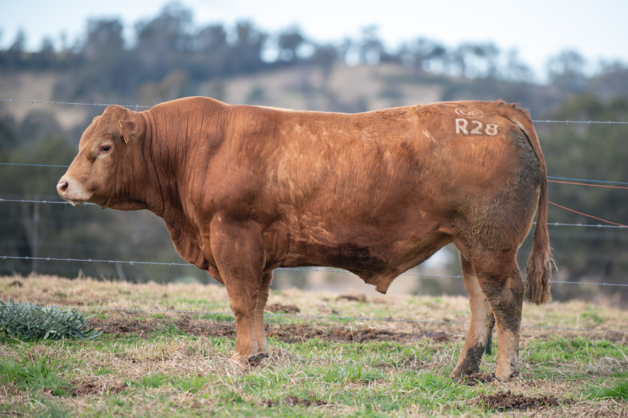 Lot 4 - GOLDSTEIN PARK RITZY R28 | AuctionsPlus