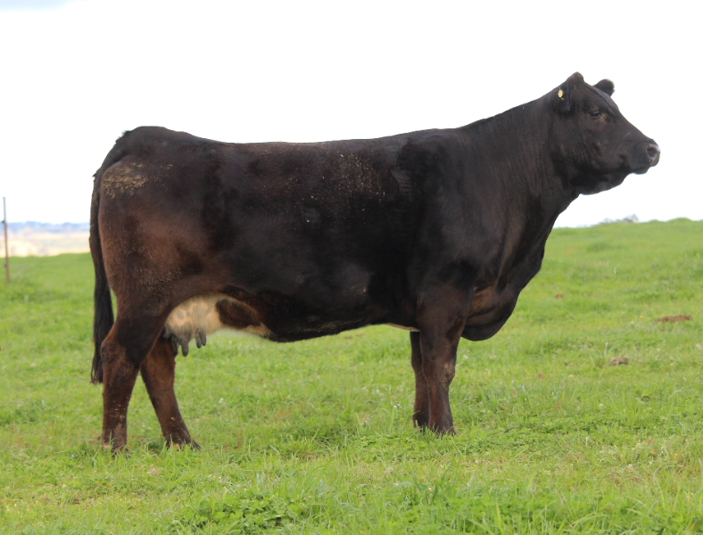 Lot 18 - SUMMIT FOXY LADY K37 (2P) (B) (PU) | AuctionsPlus