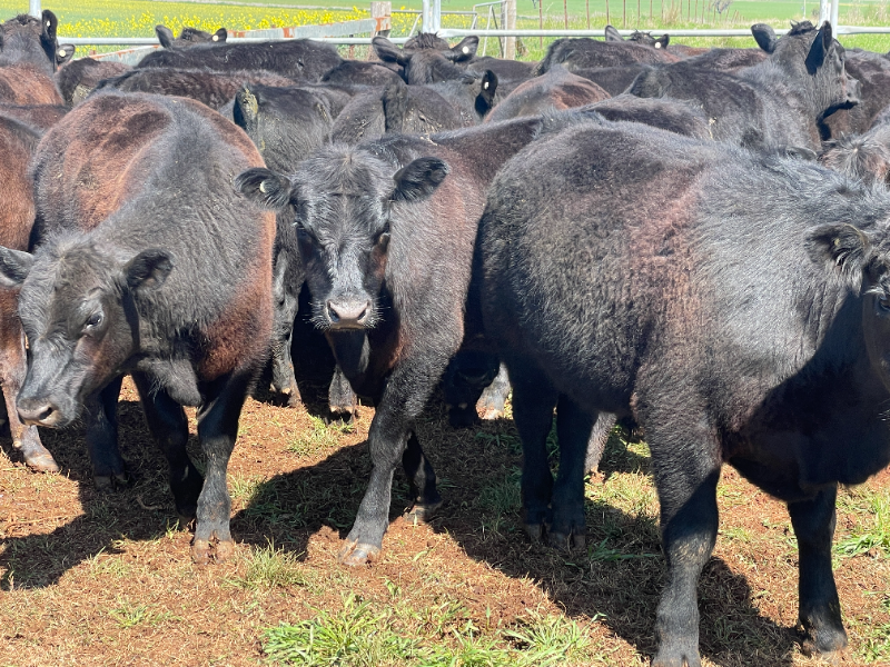 Pen 41 - AE LINCOLN & CO - 17 ANGUS HEIFERS | AuctionsPlus