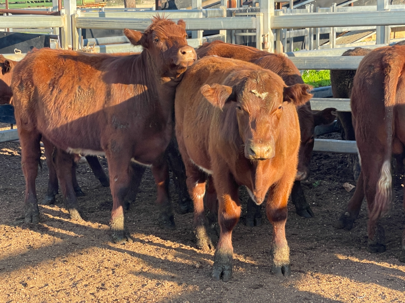 Pen 51 - TINMAN FARMING -12 SHORTHORN STEERS | AuctionsPlus