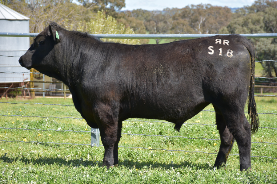 Lot 2 - ROSSRICH 38 SPECIAL S18 | AuctionsPlus