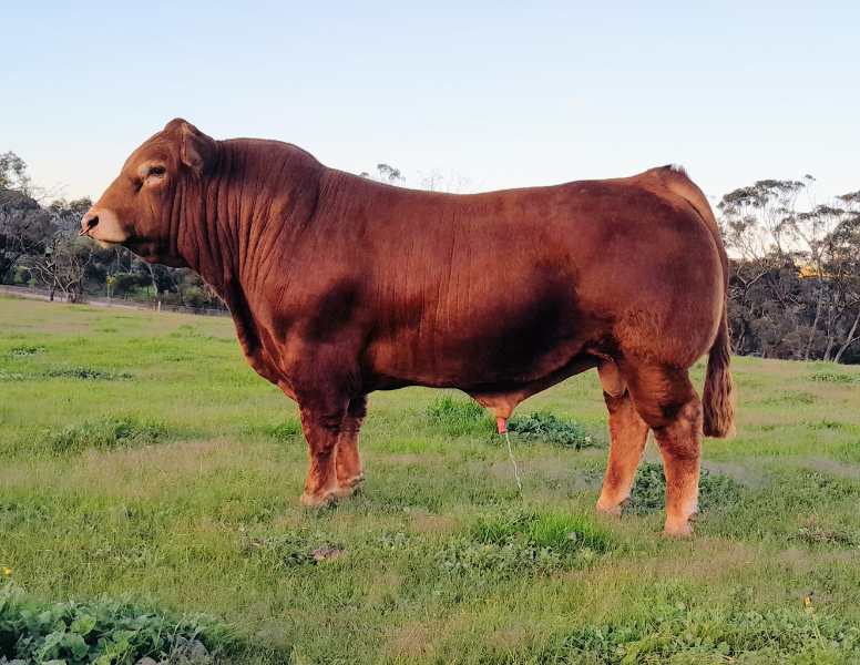 Lot 9 - Horizon River R4 (SLYPR4) | AuctionsPlus