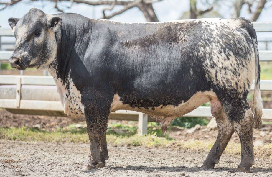 Lot 29 - WATTLE GROVE N58 ZIG ZAG S63 | AuctionsPlus