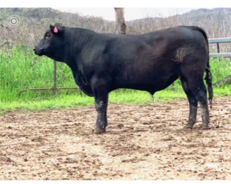 Lot 26 - TALOOBY SONIC S34 | AuctionsPlus